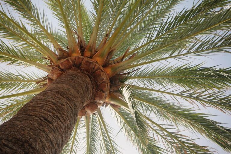 Palm Trees vs Coconut Trees: What’s the Difference?